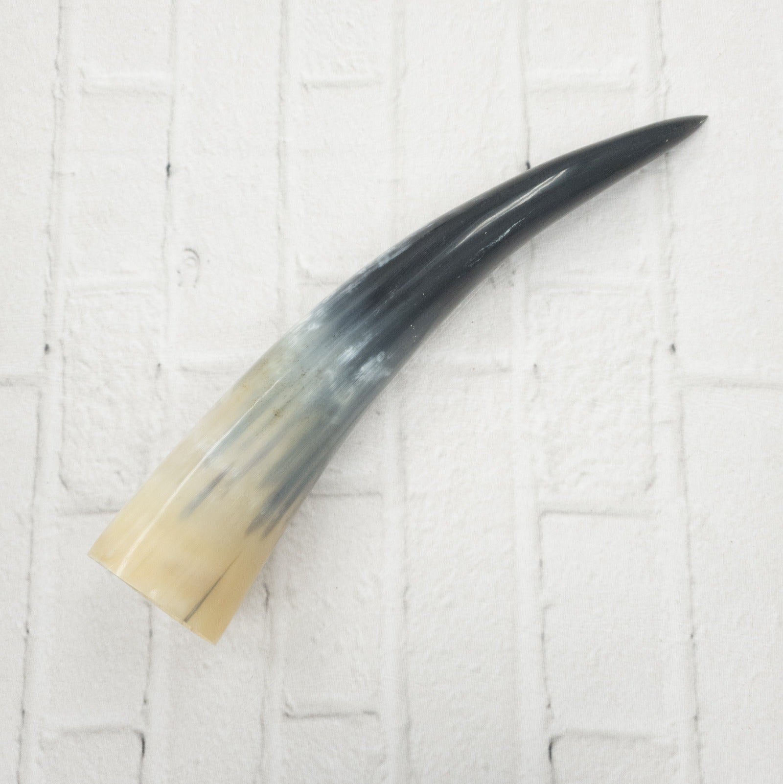 Polished Cow Horns | The Leather Guy