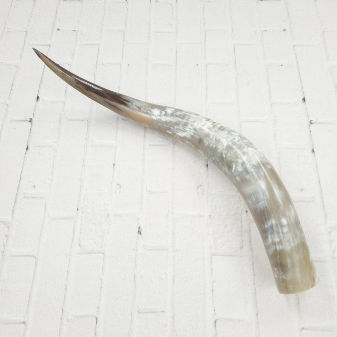 Polished Cow Horns | The Leather Guy