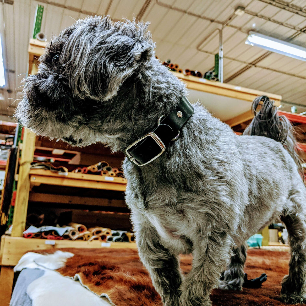 Dog Collar Kit | The Leather Guy